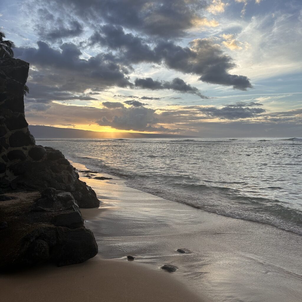 Top 10 Cat Food Brands with the Healthiest Ingredients Your Cat Will ...